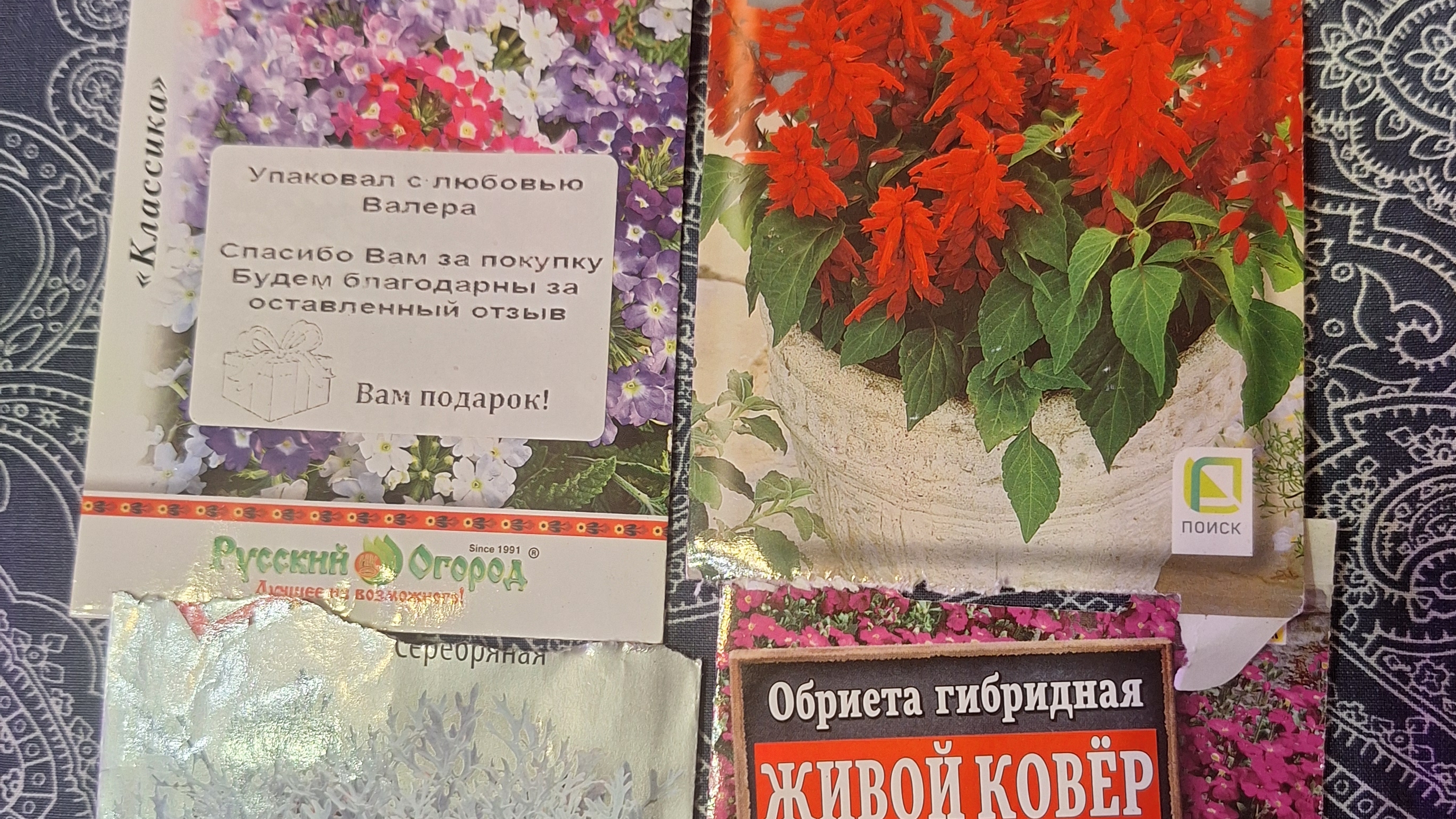 Посадила Сальвию, Цинерарию, Вербену и Обриету 15.02.25