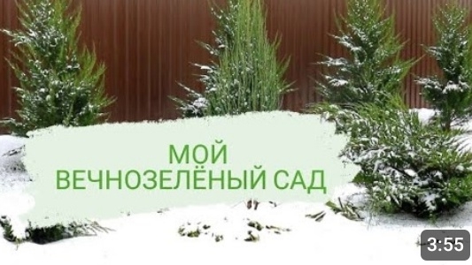 МОЙ ВЕЧНОЗЕЛЁНЫЙ САД 25.12.2023г.