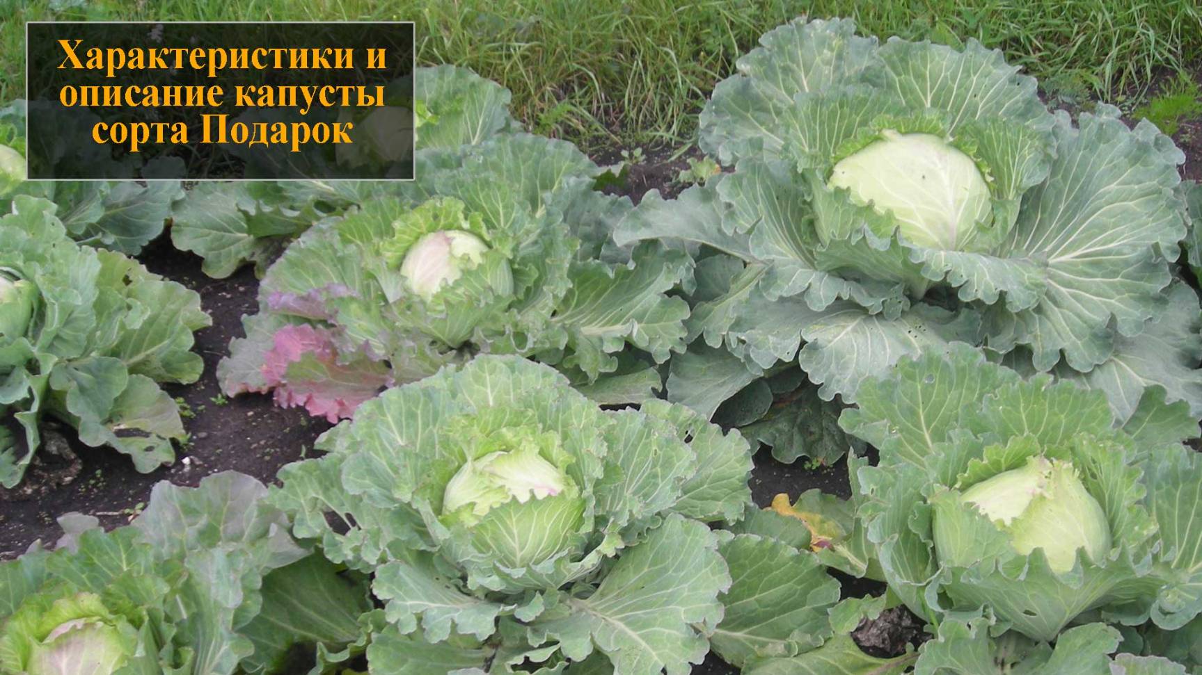 Обзор характеристик и описание сорта капусты Подарок