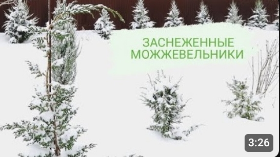 ЗАСНЕЖЕННЫЕ МОЖЖЕВЕЛЬНИКИ. 3.12.2023г.