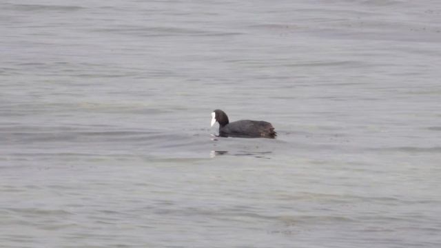 Продолжение утиных историй на озере Увильды 13 мая 2023 г