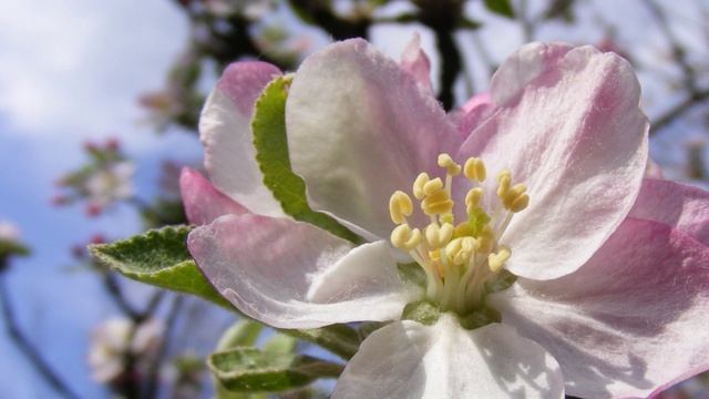 МУЗЫКА - читаю  красивые стихи АНДРЕЯ ДЕМЕНТЬЕВА