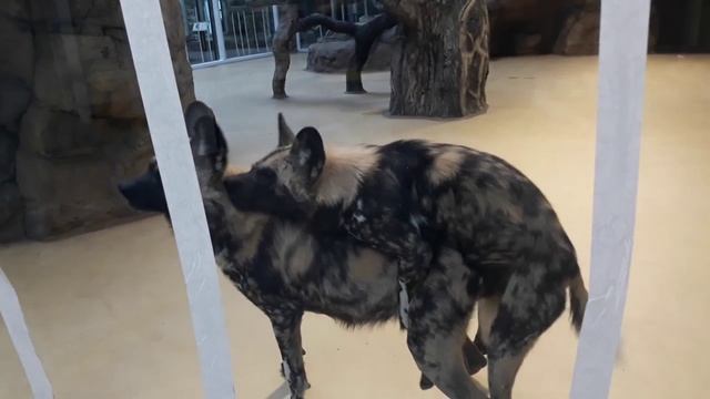 в зоопарке Замбези 2023