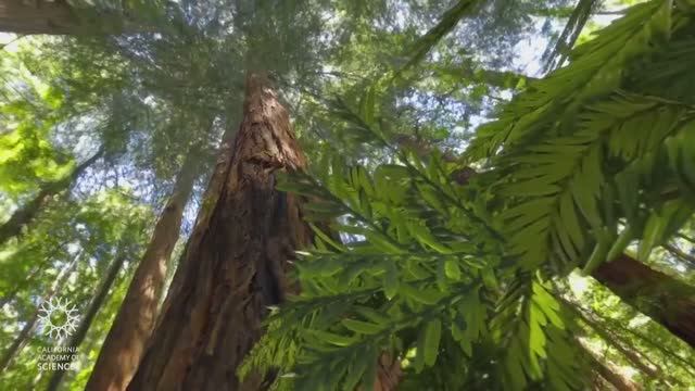 Путешествие глубоко внутрь листа