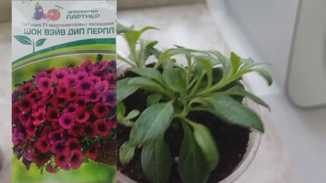 Сорта ПЕТУНИЙ. Сегодня ЛЕНИМСЯ. Уехали на КАТОК.