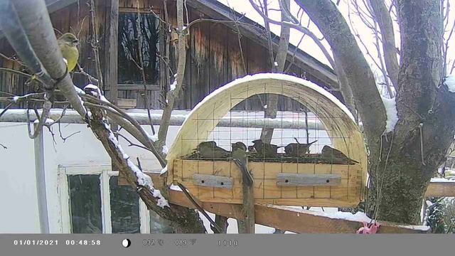 Кот и кормушка для птиц