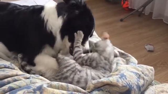 Собачья - кошачья дружба