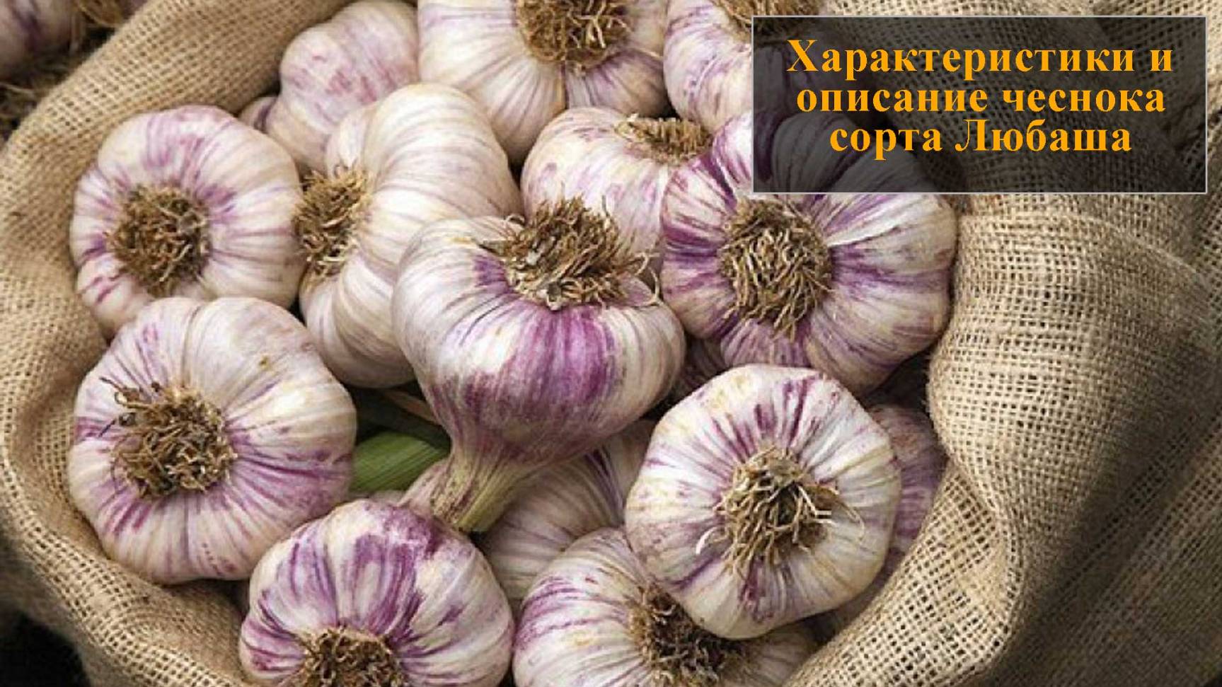 Характеристики и описание чеснока сорта Любаша