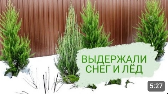 МОЖЖЕВЕЛОВЫЕ ВЕТКИ ВЫДЕРЖАЛИ ПЕРВЫЙ СНЕГ И ЛЁД. 13.12.2023г.