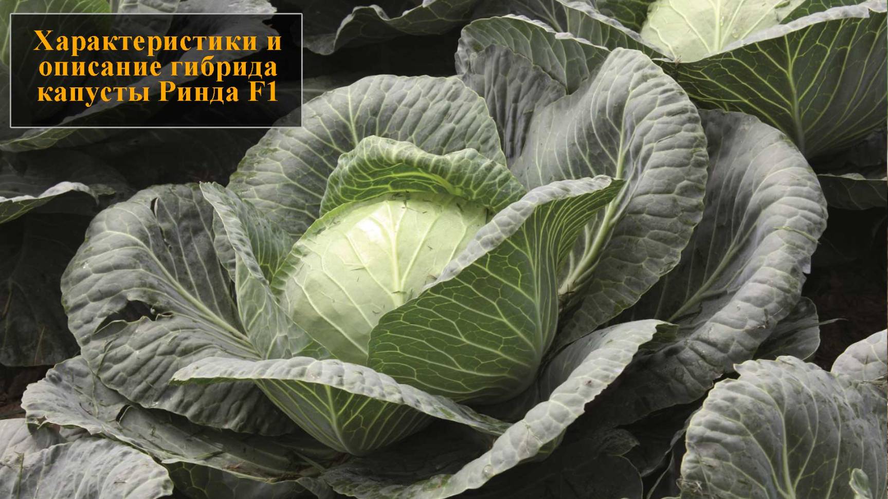 Обзор характеристик и описание гибрида капусты Ринда F1