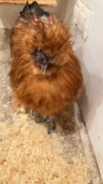 Суета в курятнике