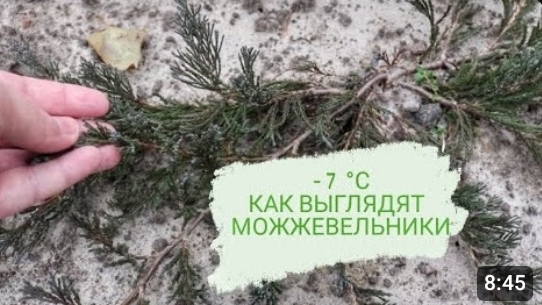 КАК ВЫГЛЯДЯТ МОЖЖЕВЕЛЬНИКИ В МОРОЗ - 7 °С.