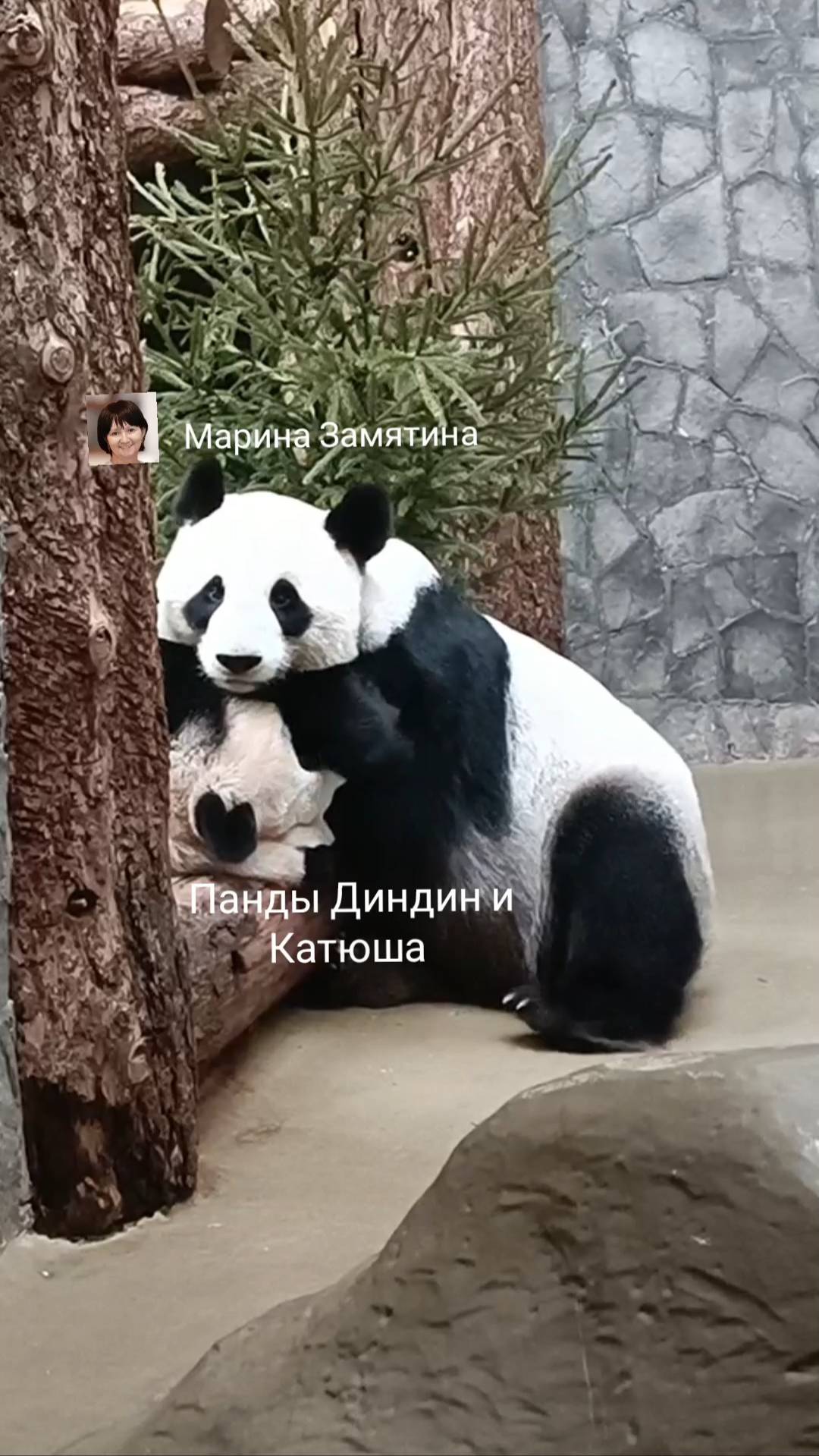 Панды мама Диндин с дочкой Катюшей.