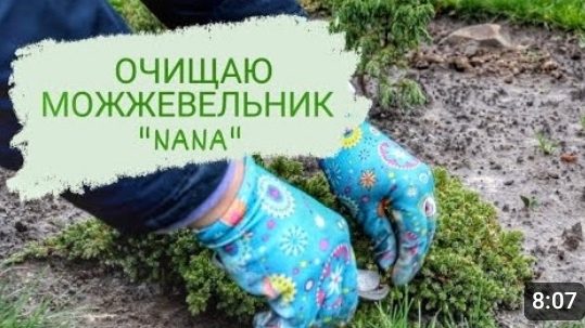 ОЧИЩАЮ МОЖЖЕВЕЛЬНИК ЛЕЖАЧИЙ "НАНА" ОТ ПРЕЛЫХ И ПОВРЕЖДЁННЫХ ВЕТОЧЕК