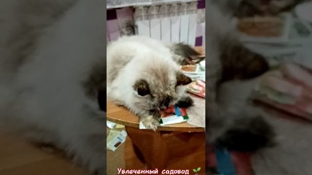 Кошка - огородница ведет отбор семян 😁