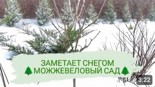 ЗАМЕТАЕТ СНЕГОМ 🌲МОЖЖЕВЕЛОВЫЙ САД🌲. 27.11.2023г.