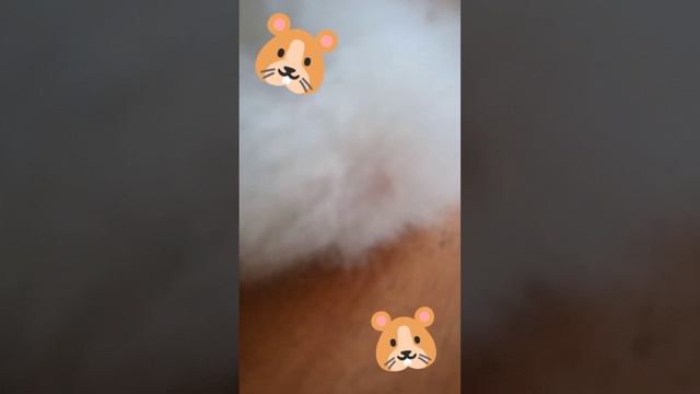 мои хоммяки