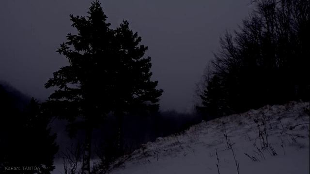 Звуки ветра и снега в лесу для снятия стресса