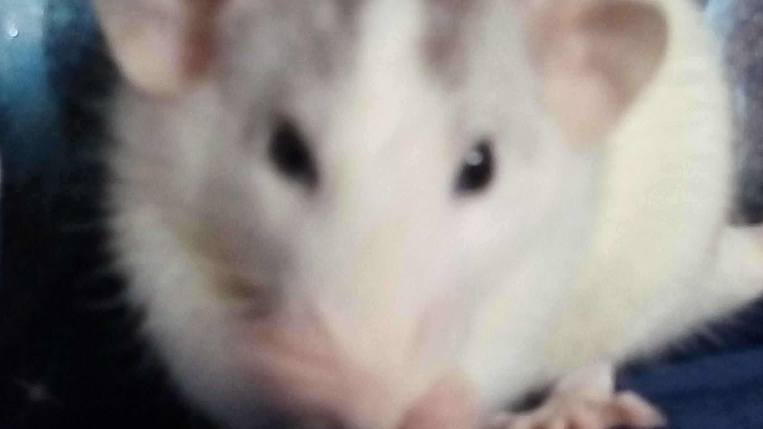 поближе к крисам