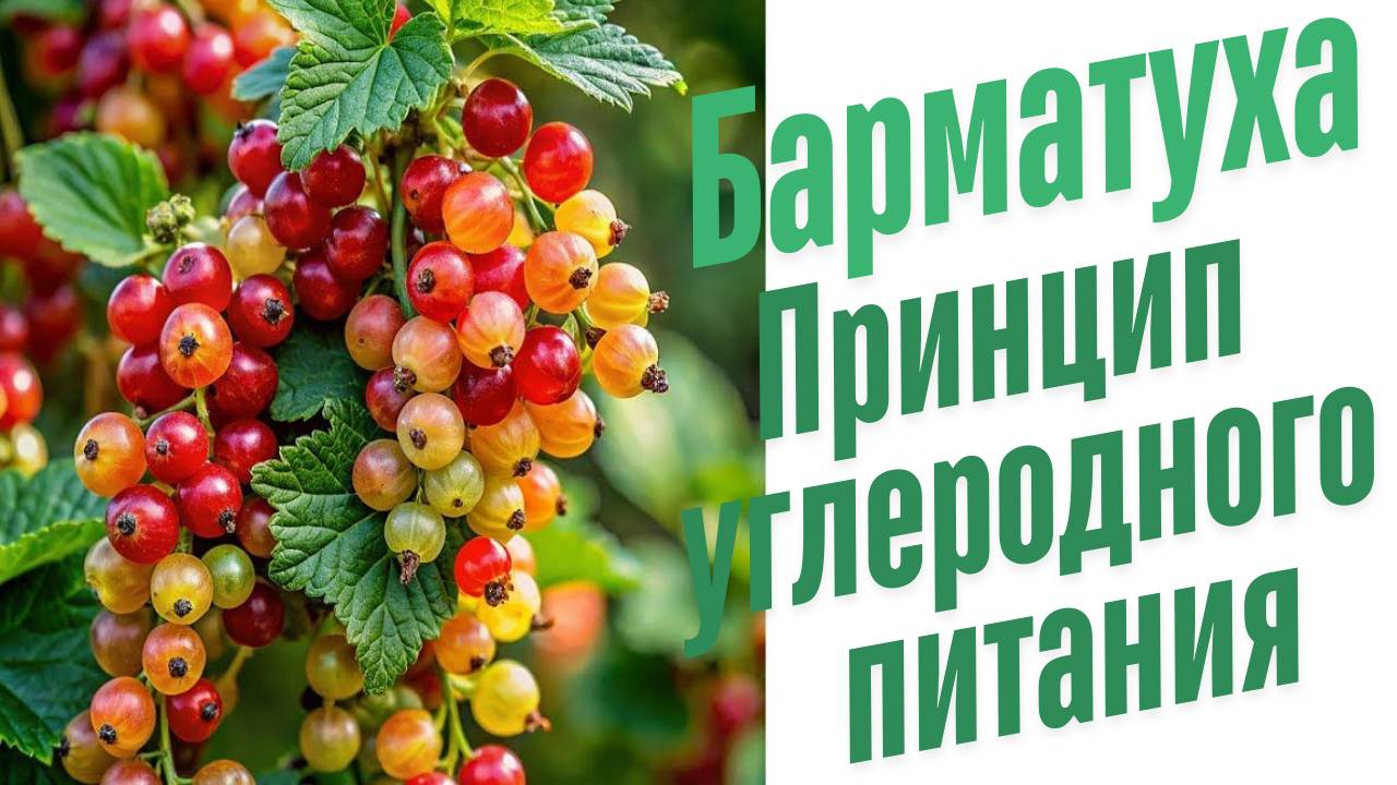 Углеродное питание.