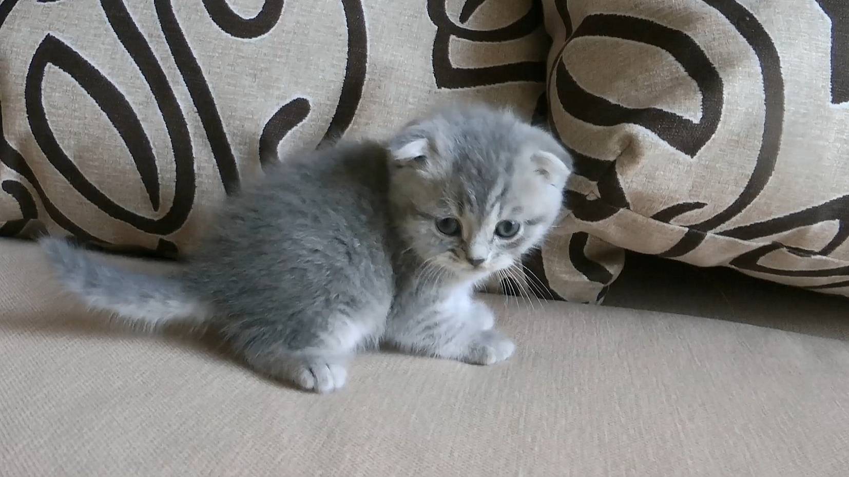 Котенок Барсик. 1 месяц.