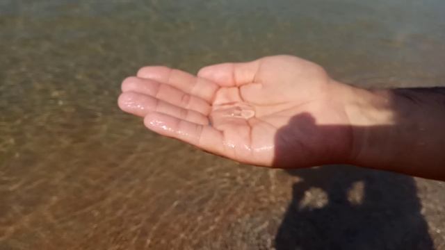 Маленькие прозрачные чудеса: Личинки медуз в Таиланде!