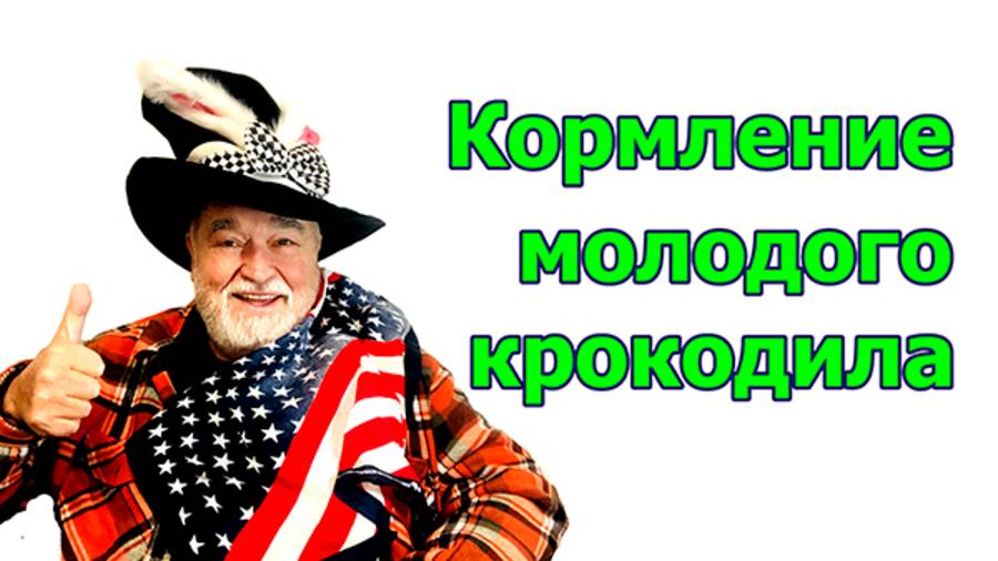 Кормление молодого крокодила