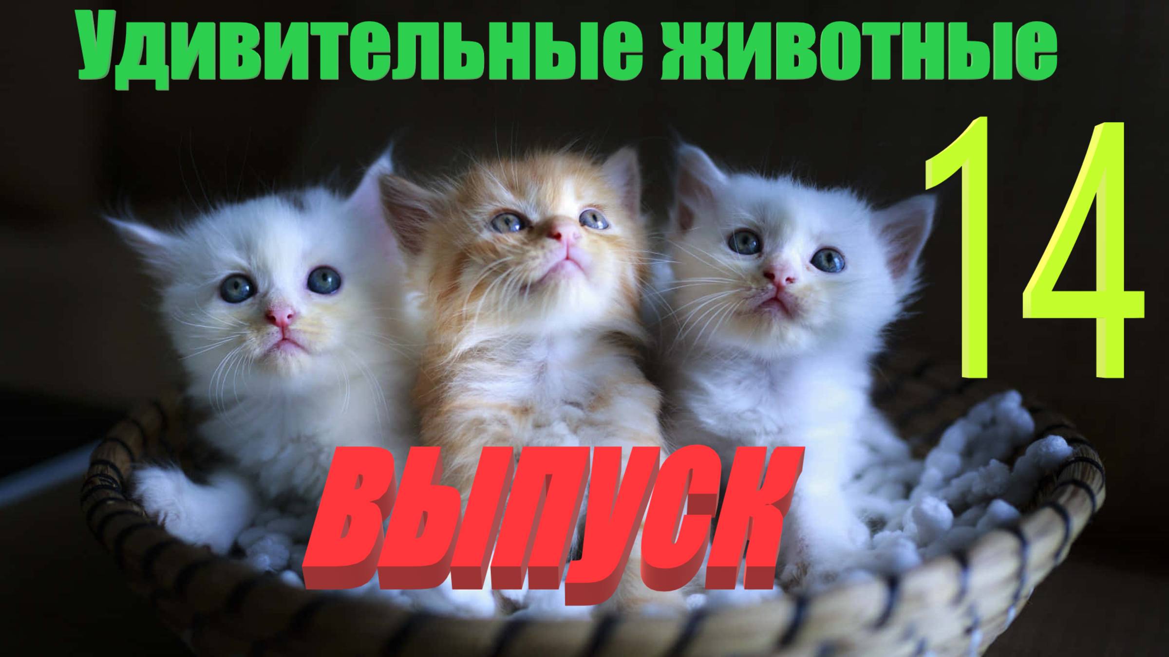 Самые смешные видео с животными  14 #юмор #развлечения