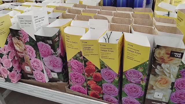 Розы. Февраль. 2025 года. Какие саженцы роз можно купить прямо сейчас