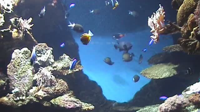 Испания, Океанариум Барселоны