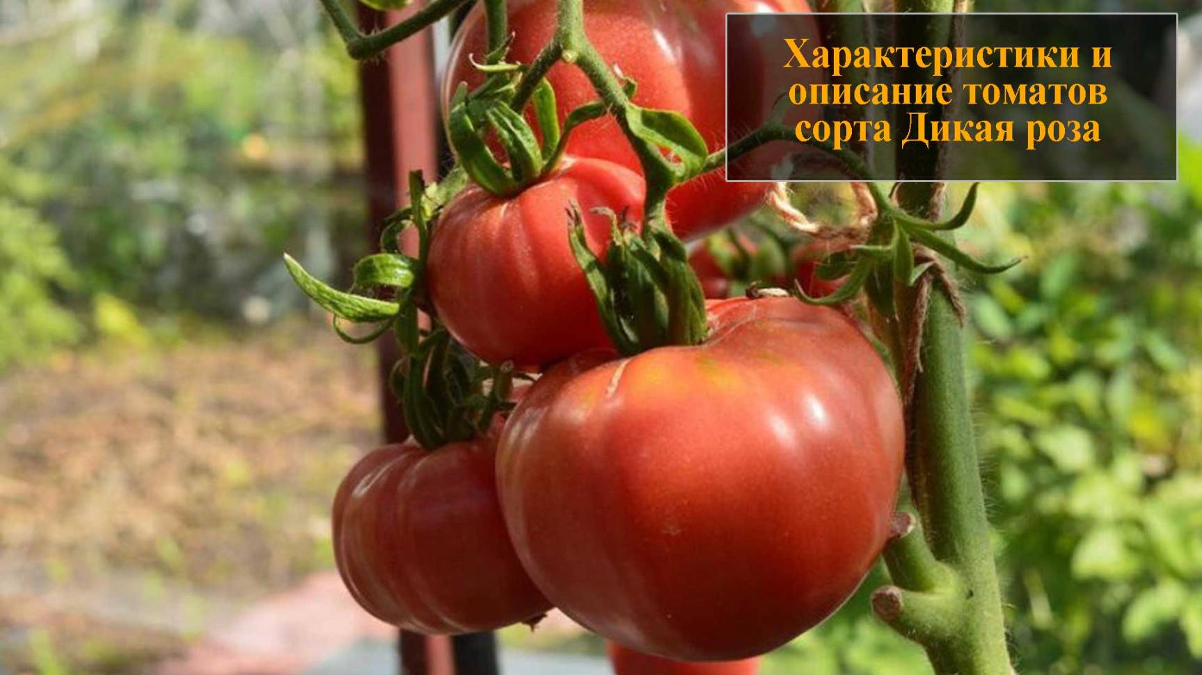 Характеристики и описание томатов сорта Дикая роза
