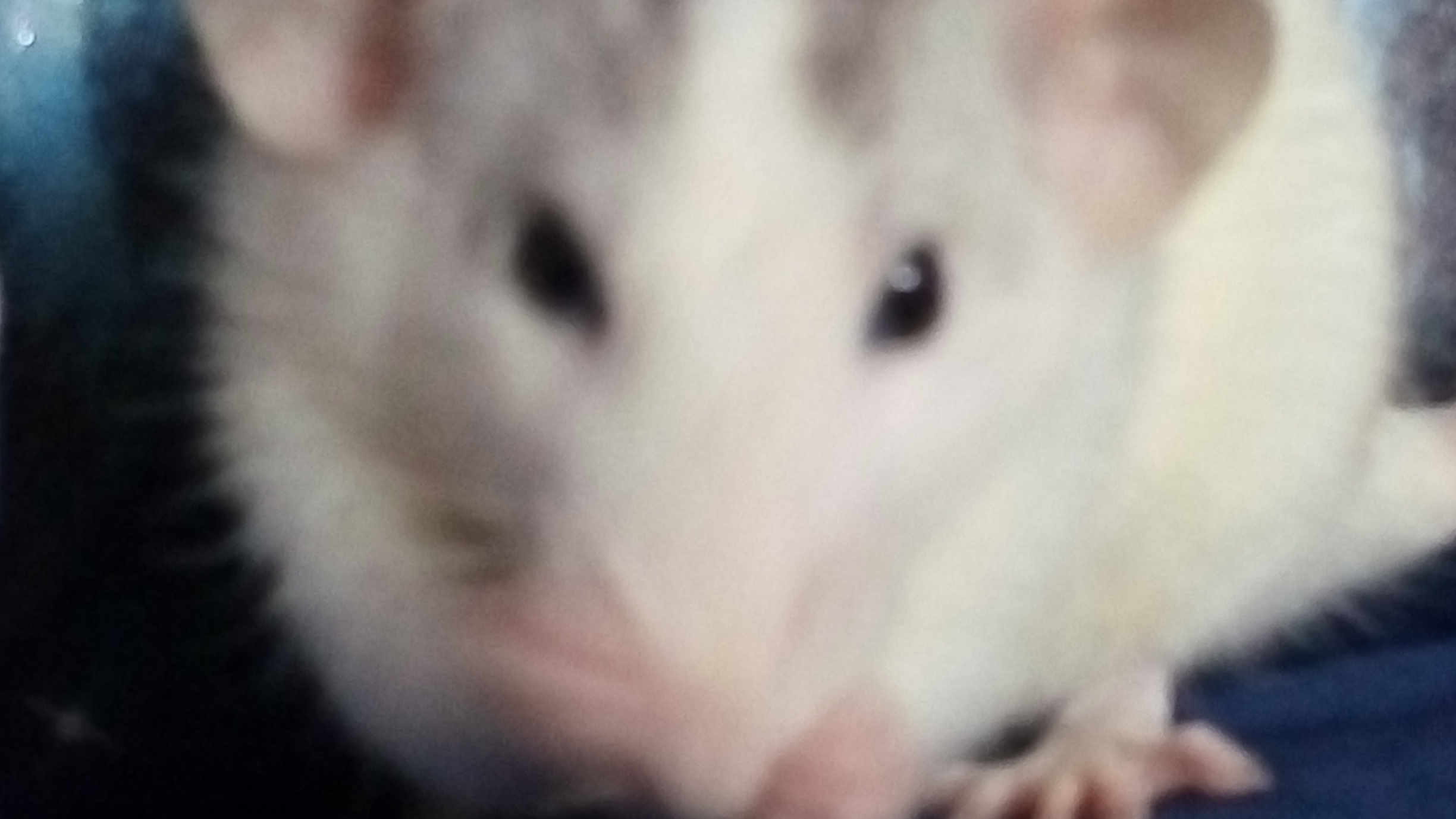 Я и мои крысы часть 2