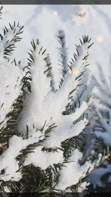 елочки в снегу