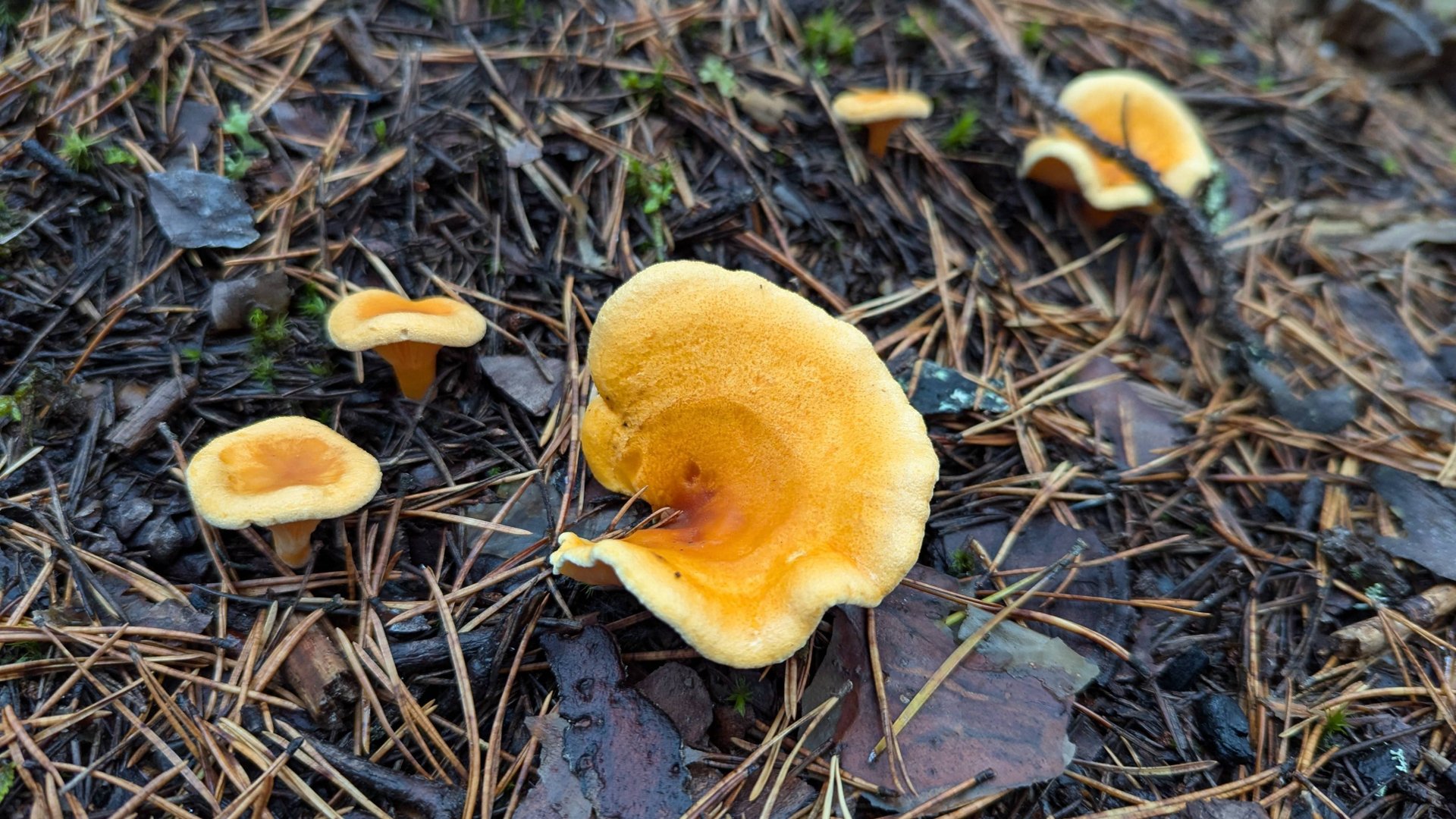 Ложная лисичка (Hygrophoropsis aurantiaca). Как выглядит гриб на месте произрастания.