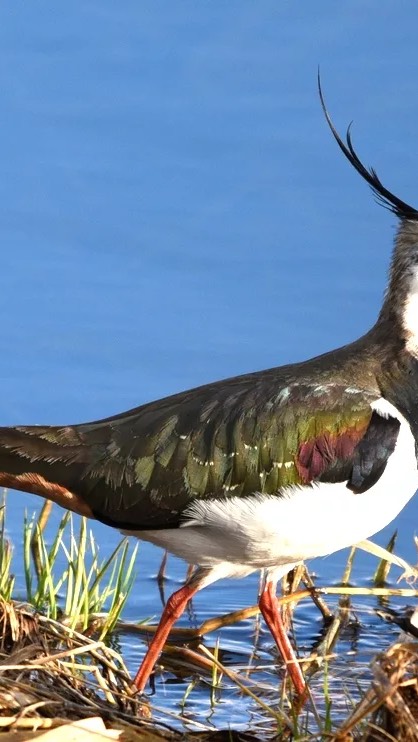 scene_output.mp4ттттееесс