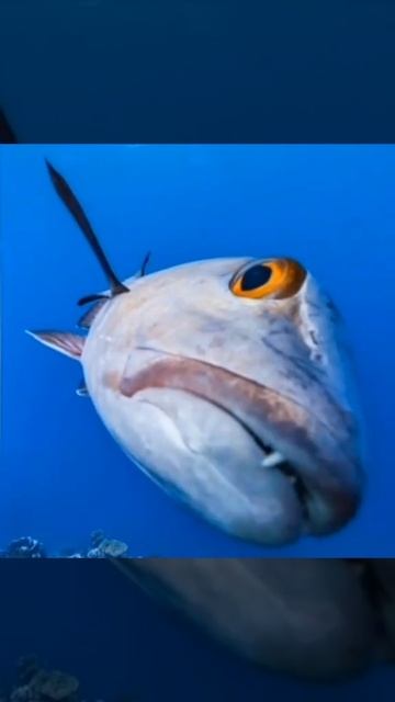 Помоги ему🥺