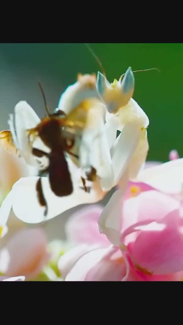 Орхидейный богомол (лат. Hymenopus coronatus)