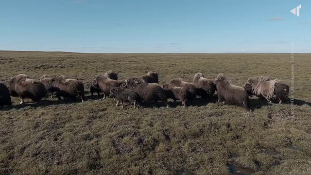 СНОВА НА ПОРОГЕ ВЫМИРАНИЯ?