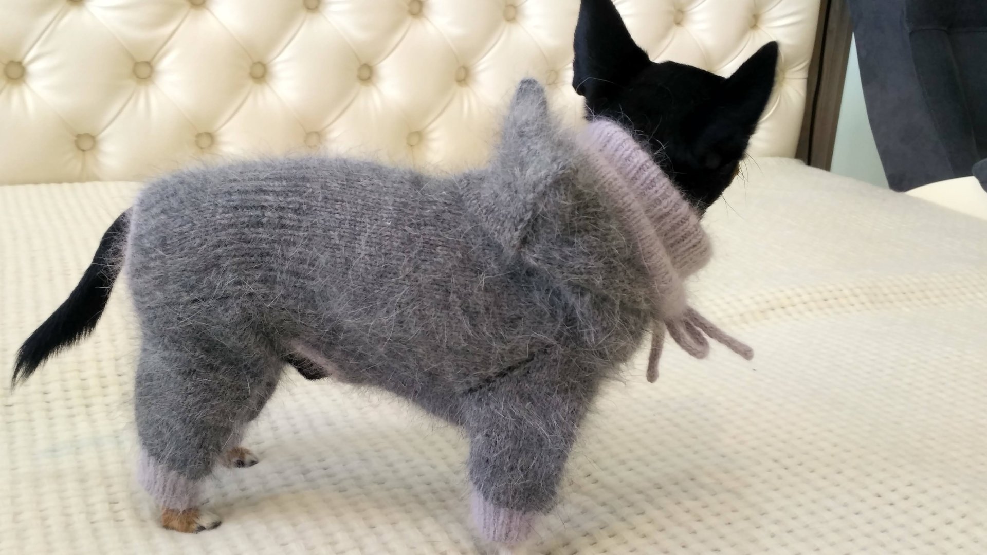 Приглашаем на мастер класс по вязанию комбинезона для маленькой собачки