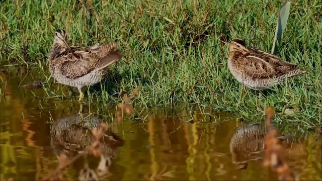 Роль гармонии в жизни человека. Софоос чен. 05.03.2024 г. Конгломератный Разум.