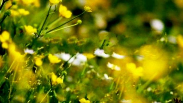 Бабий век Анатолий Тайбаш сл. Александр Зенцов муз. Владимир Лашевский Автор видео Нина Рудакова