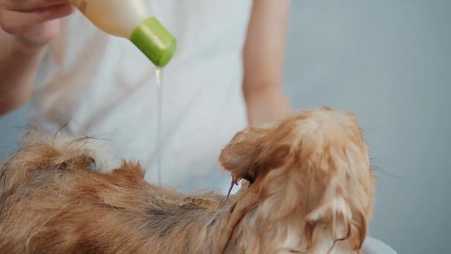 🐶 SPA-процедуры для животных: в чем их польза?