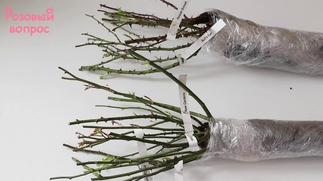 Распаковка Прима Роза