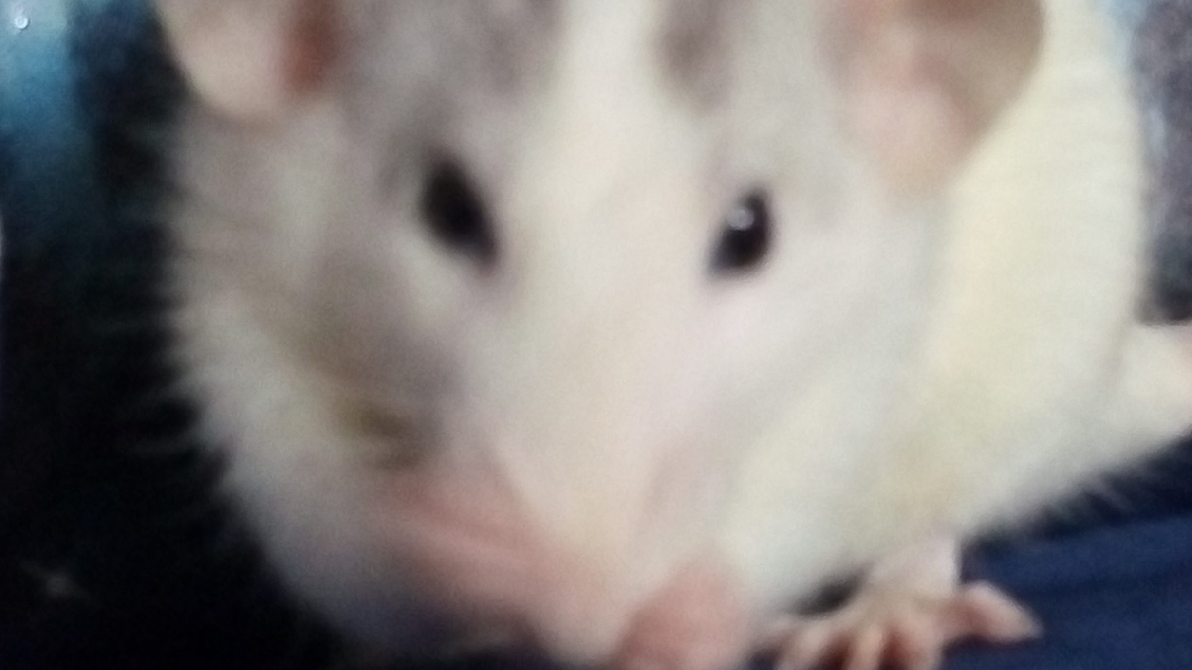 Я и мои крысы