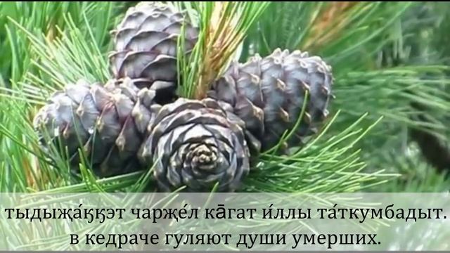 Кедр - рассказ на нарымском южноселькупском языке