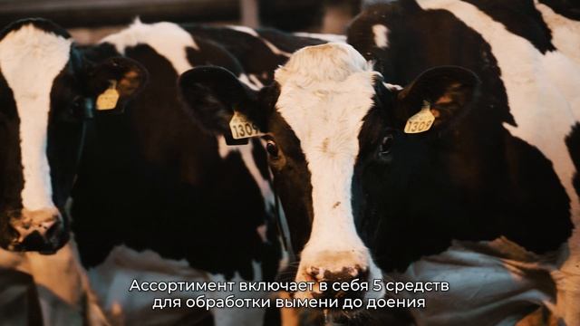 Эффективная гигиена вымени и надежная профилактика мастита с продуктовой линейкой ЛАКТИК