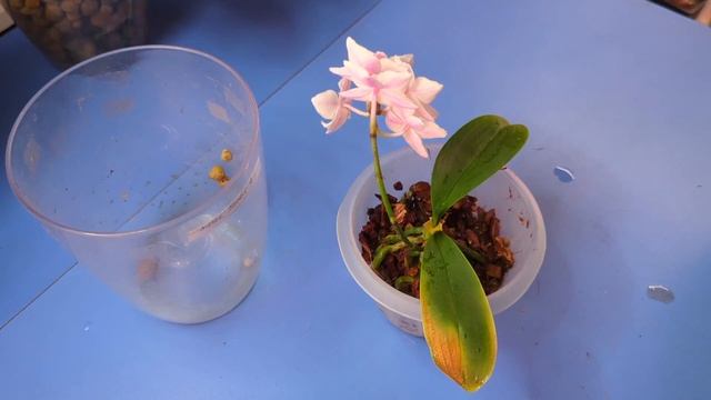 11.02.25.пересадка мини орхидеи..