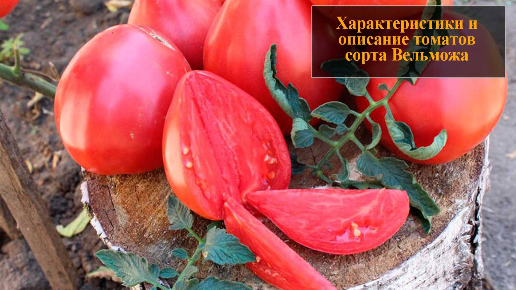 Характеристики и описание томатов сорта Вельможа