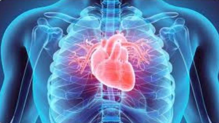 Коррекция сердечно-сосудистой системы Матрица Гаряева