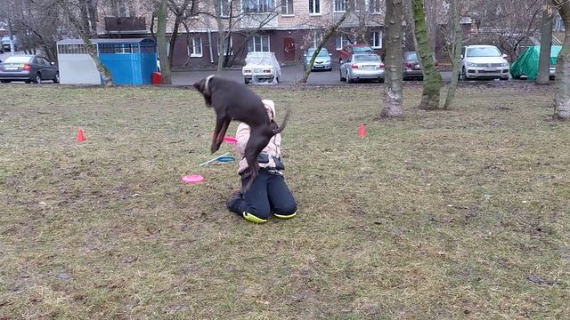 Спортивный Метис Нэтта - барьер через корпус